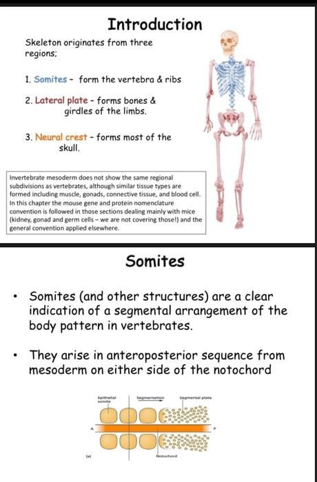Solved Activity 2 1. What part of the somite gives rise to | Chegg.com