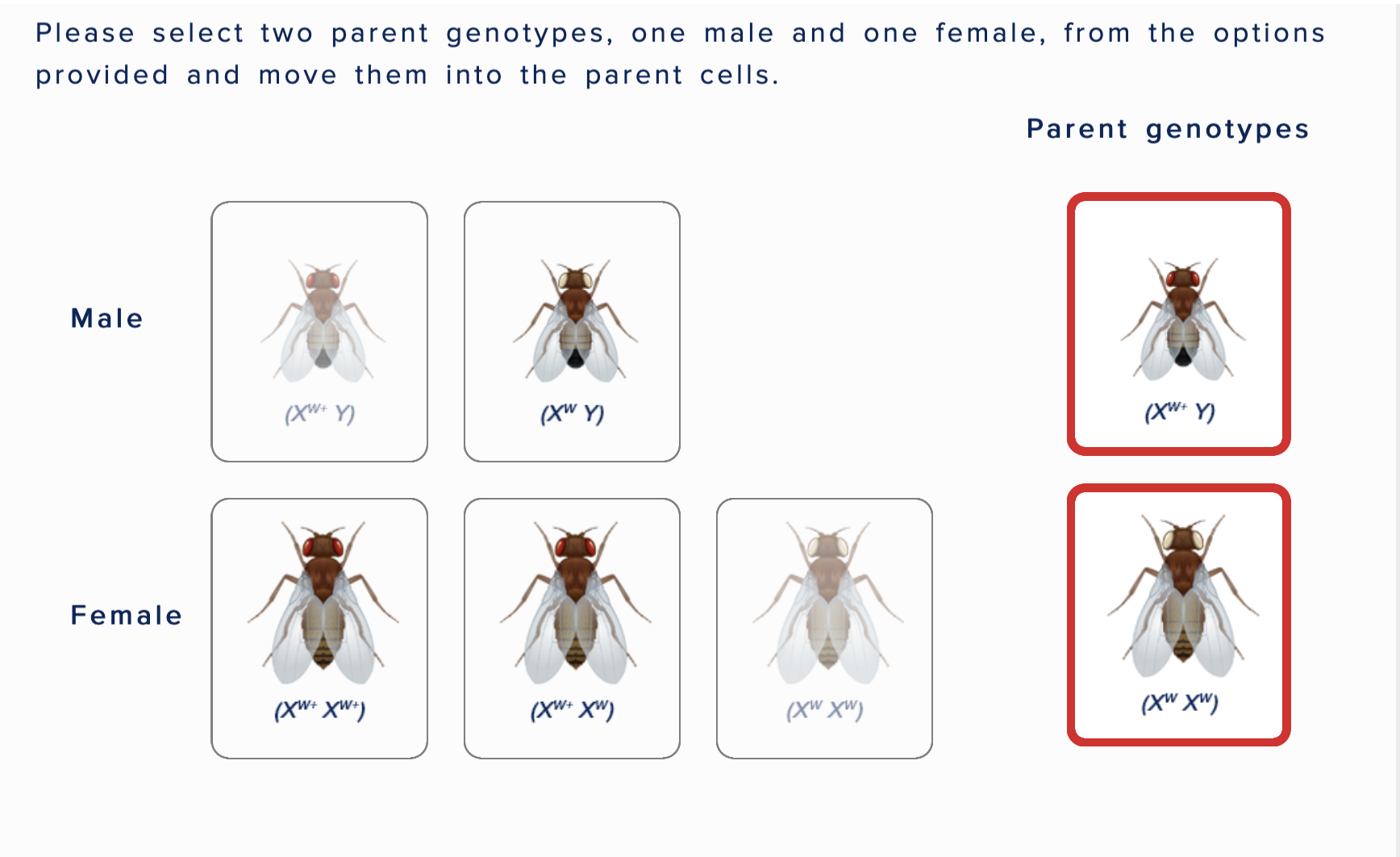 Solved Please select two parent genotypes, one male and one | Chegg.com