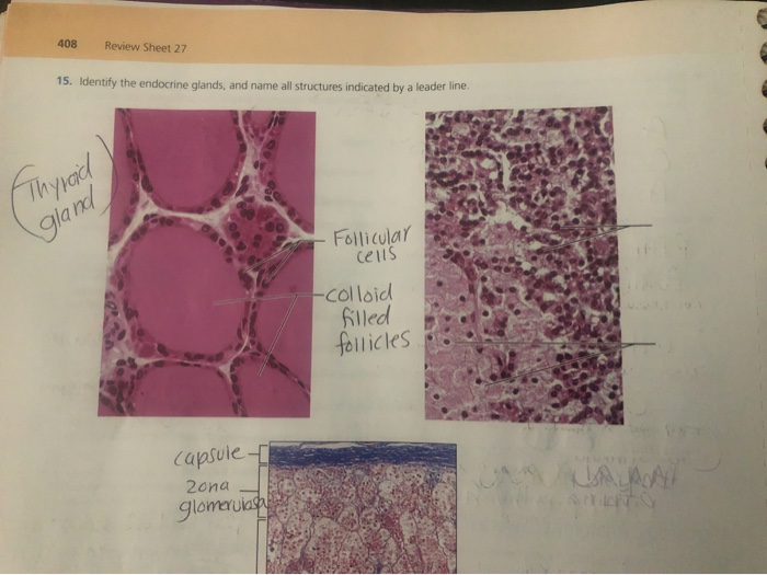 Solved 408 Review Sheet 27 15. Identify the endocrine | Chegg.com