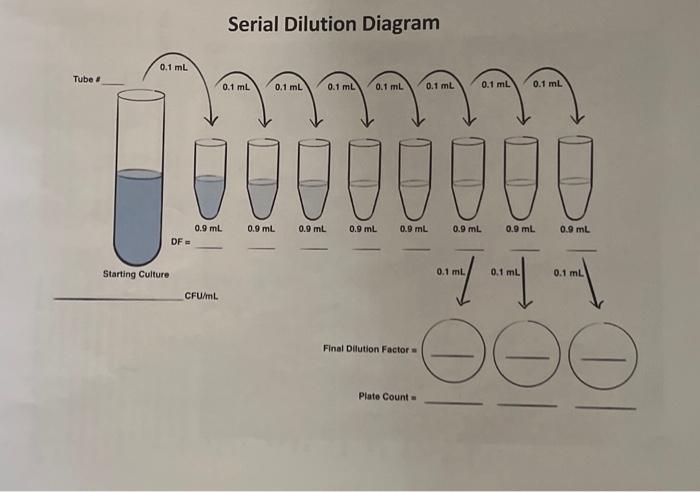 Solved Complete The Dilution Diagram On The Next Page Before