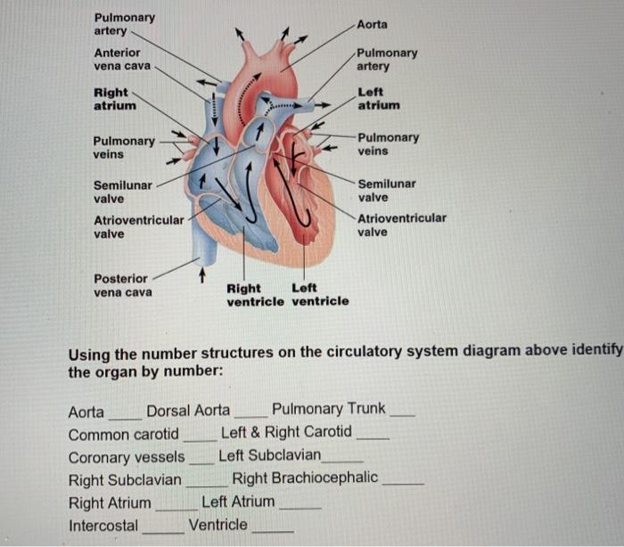 Solved Aorta Pulmonary artery Anterior vena cava Pulmonary | Chegg.com