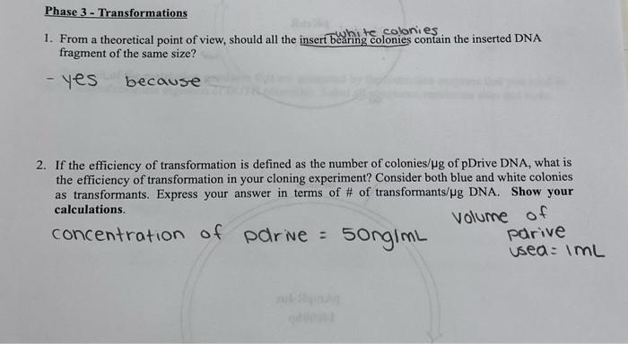 Solved Phase 3 - Transformations 1. From a theoretical point | Chegg.com
