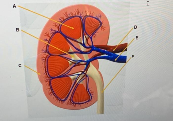 Solved Experiment 4: Fetal Pig Dissection of the Urinary | Chegg.com
