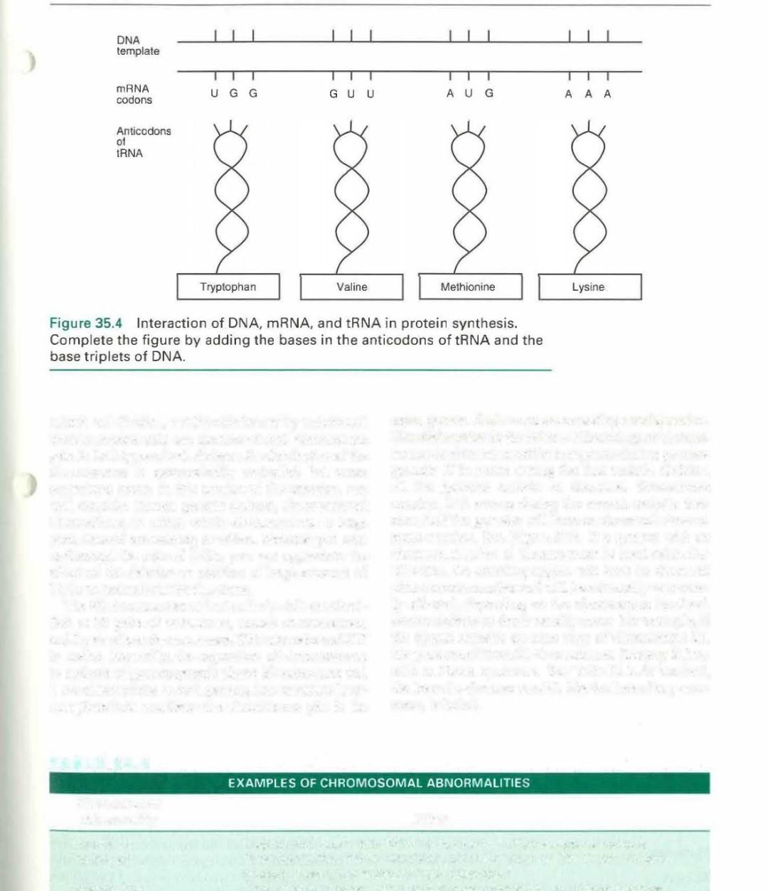 Figure 35.1 DNA structure. A. The double helix of a | Chegg.com