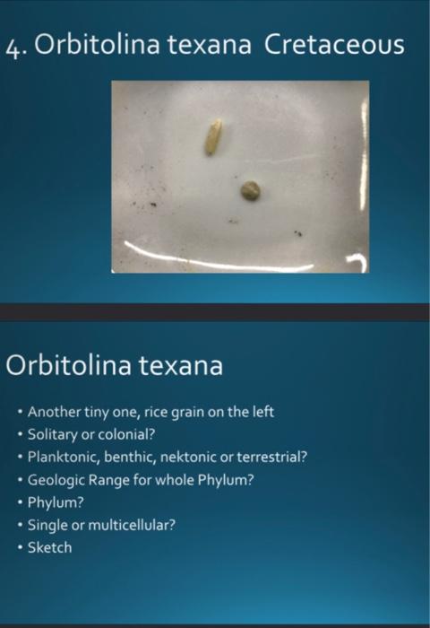 Solved 4. Orbitolina texana Cretaceous Orbitolina texana • | Chegg.com