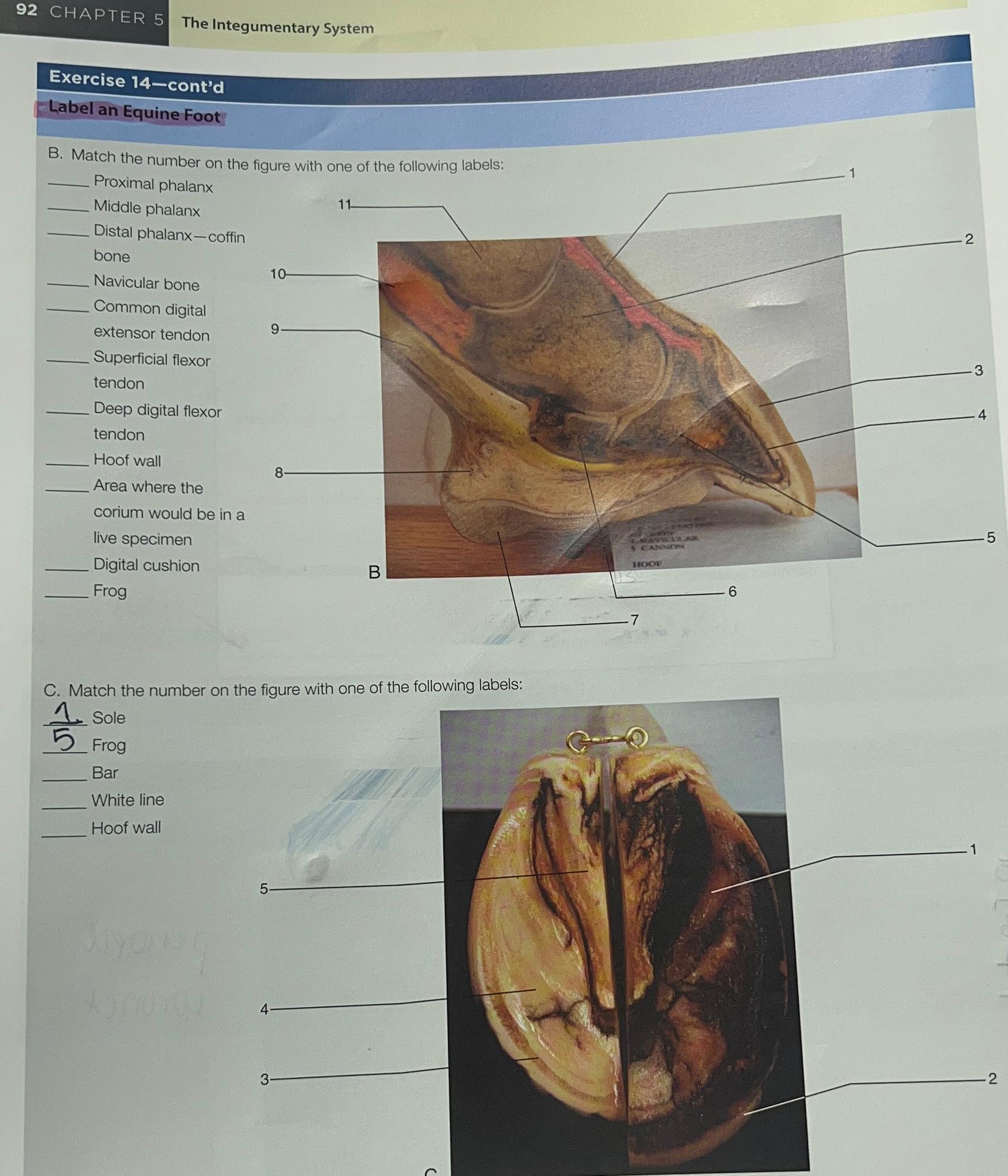 Solved 92CHAPTER 5The Integumentary SystemExercise | Chegg.com