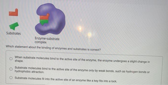 Solved Substrates Enzyme Substrate Complex Which Statement