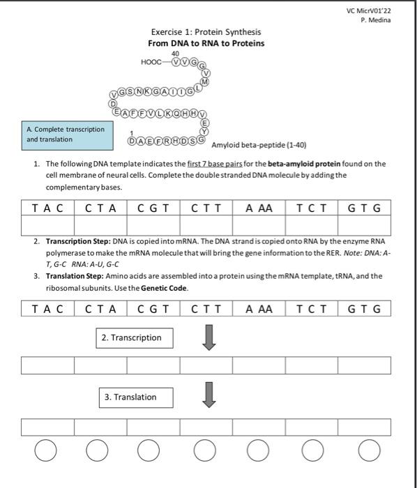 Solved Exercise 1: Protein Synthesis From DNA to RNA to | Chegg.com