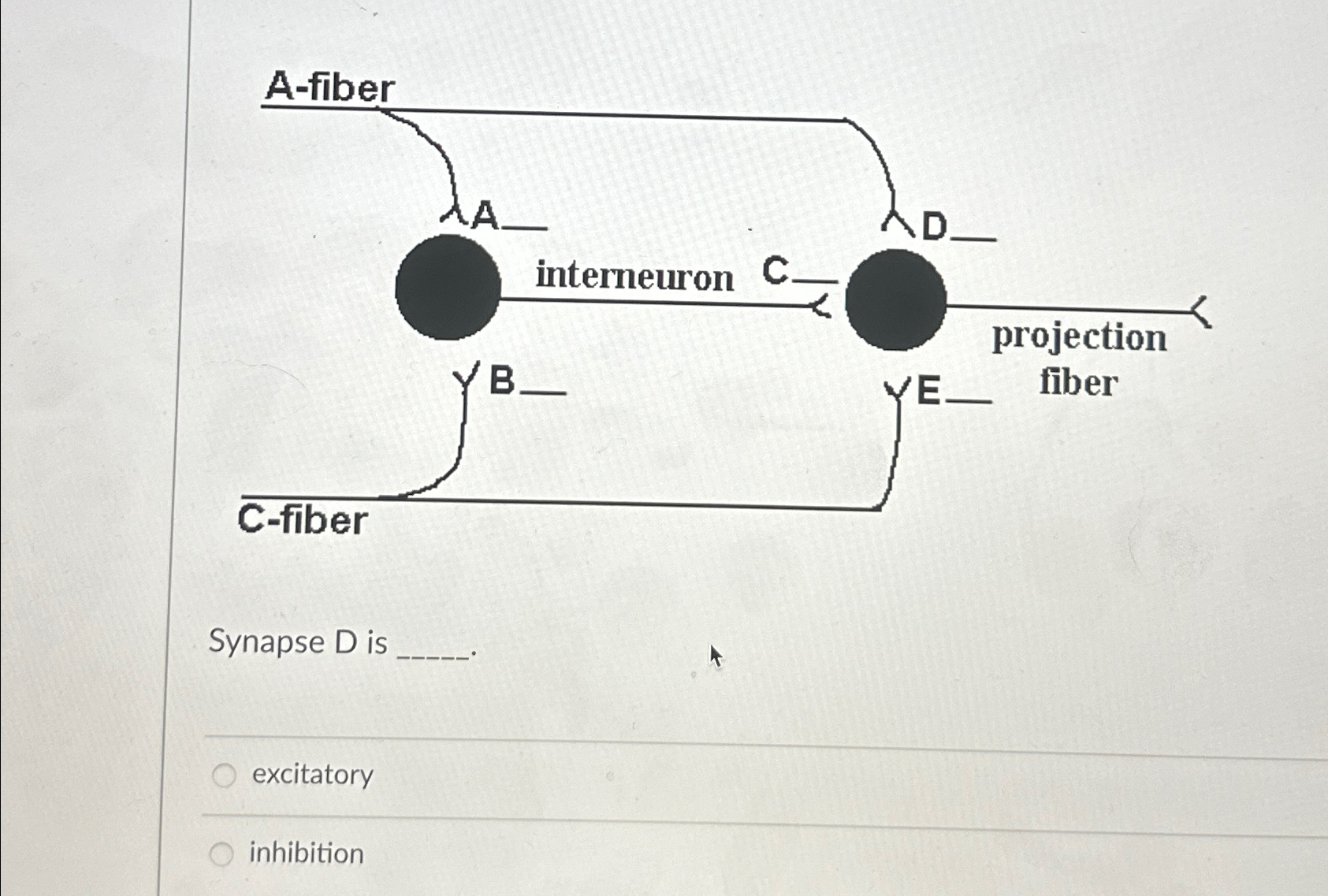 Solved Synapse D is excitatoryinhibition | Chegg.com