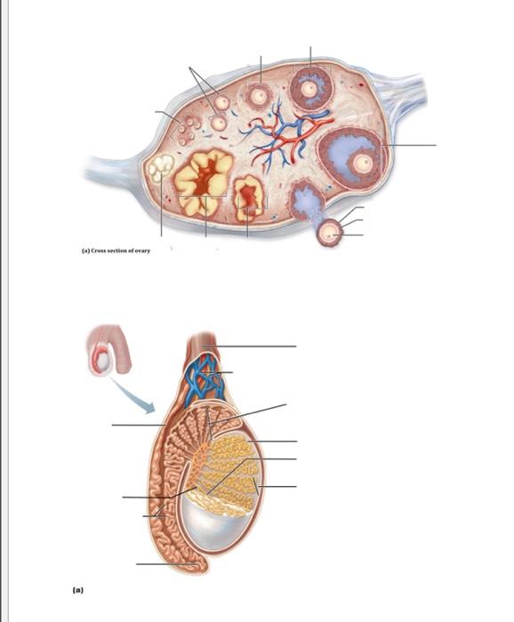 Solved Reproductive Anatomy - Labeling Activity Please label | Chegg.com