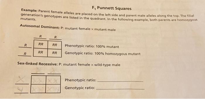 Solved F1 Punnett Squares Example: Parent female alleles are | Chegg.com