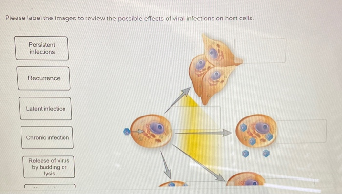 Solved Please label the images to review the possible | Chegg.com