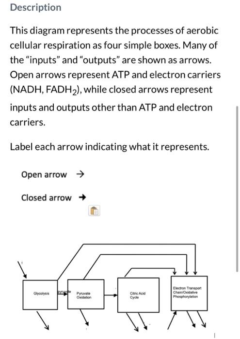 Solved This diagram represents the processes of aerobic | Chegg.com