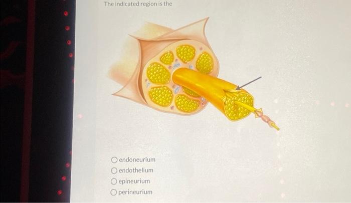 Solved The indicated region is the endoneurium endothelium | Chegg.com