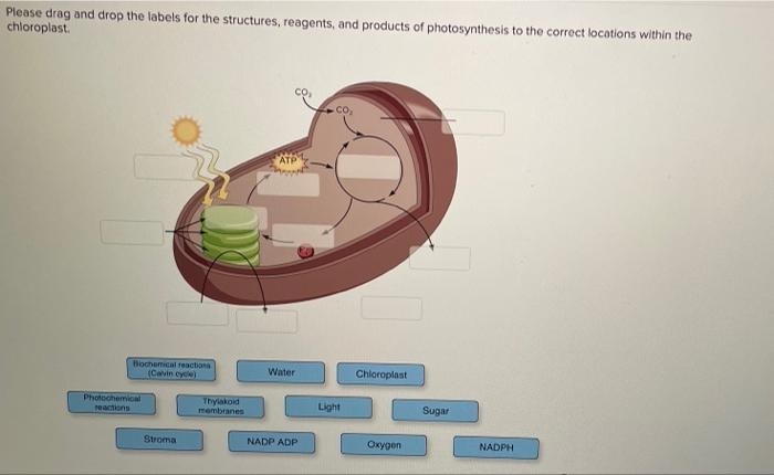 Solved Please drag and drop the labels for the structures, | Chegg.com
