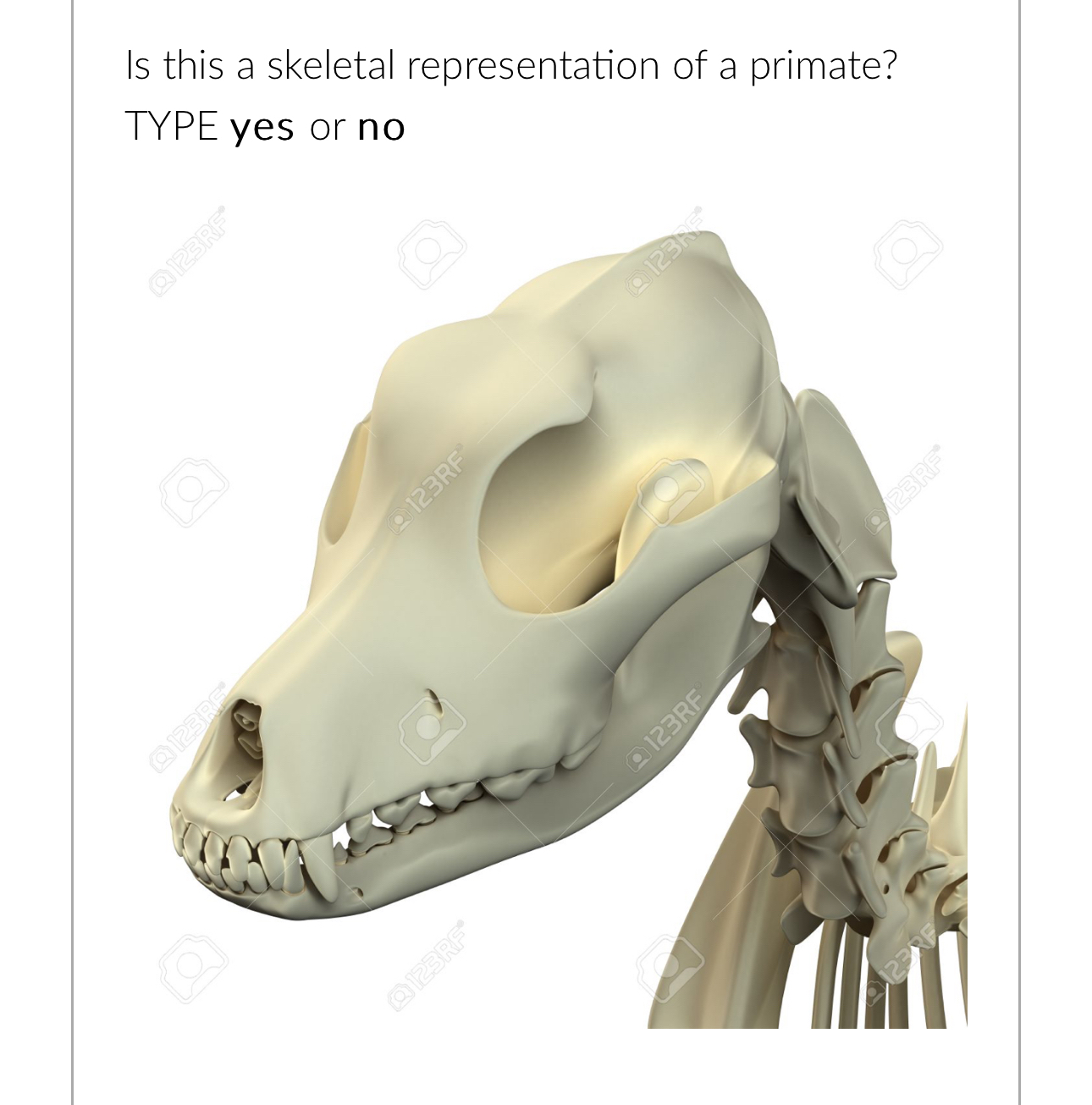 Is this a skeletal representation of a primate?TYPE | Chegg.com