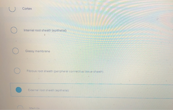Solved U Cortex Internal root sheath (epithelial) Glassy | Chegg.com