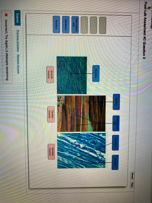 Post-Lab Assesment 4C Question 2 Reset Help Nucleus | Chegg.com