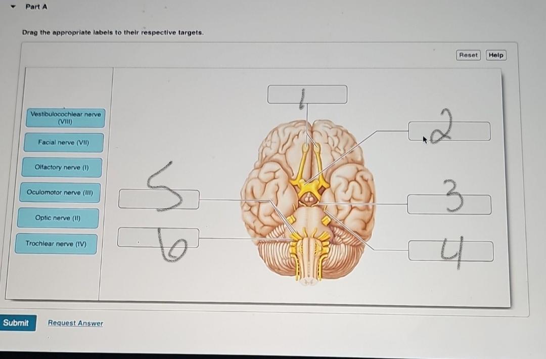 Solved Part A Drag the appropriate labels to their | Chegg.com