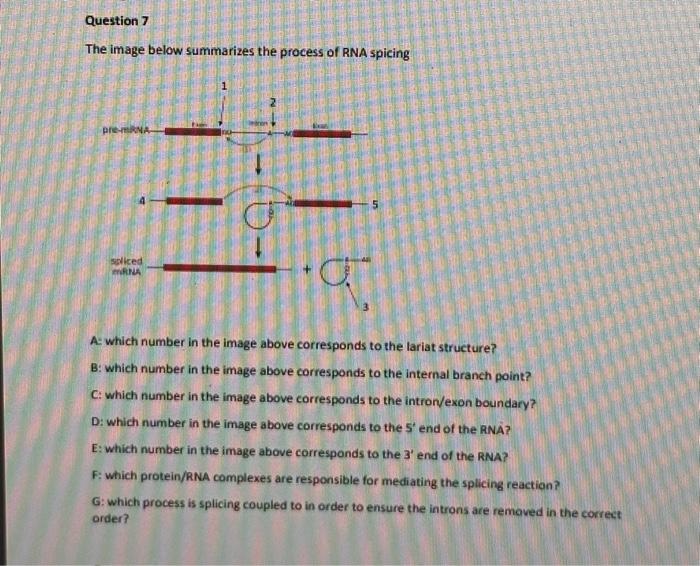 Solved The image below summarizes the process of RNA spicing | Chegg.com