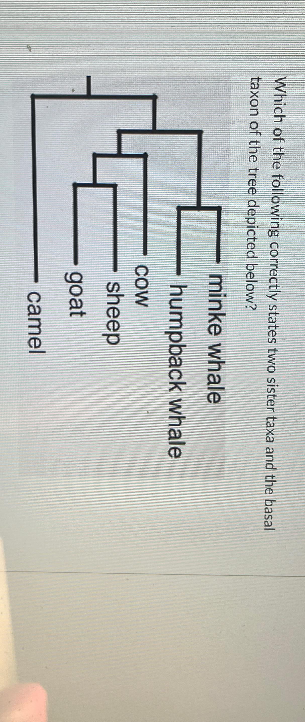 Solved Which of the following correctly states two sister | Chegg.com
