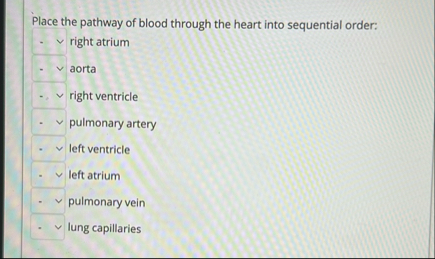 Solved Place the pathway of blood through the heart into | Chegg.com