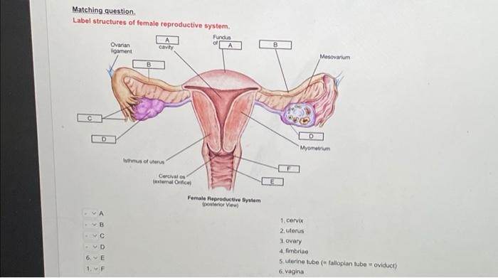 Solved Matching question Label structures of fomale | Chegg.com