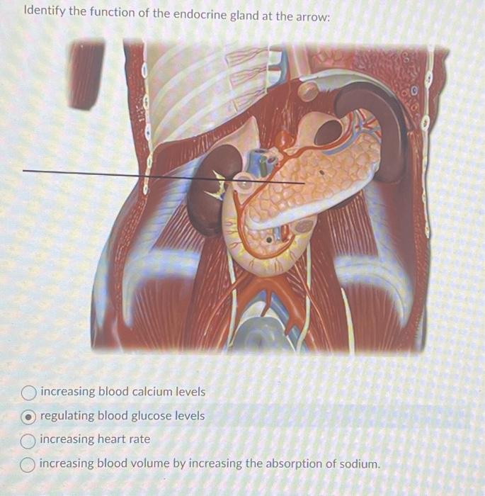 Solved Identify the function of the endocrine gland at the | Chegg.com