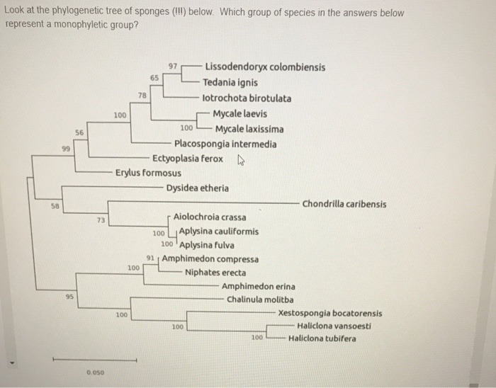 Solved Look at the phylogenetic tree of sponges (!!!) below. | Chegg.com