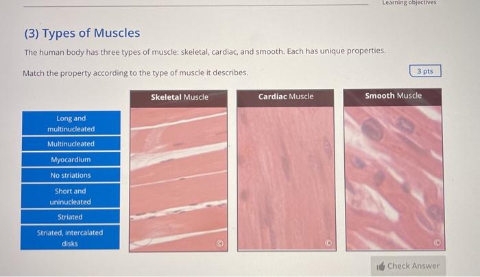 Solved Learning objectives (3) Types of Muscles The human | Chegg.com