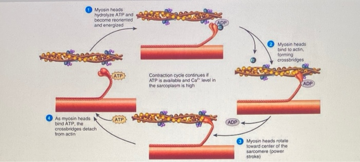 Myosin Head