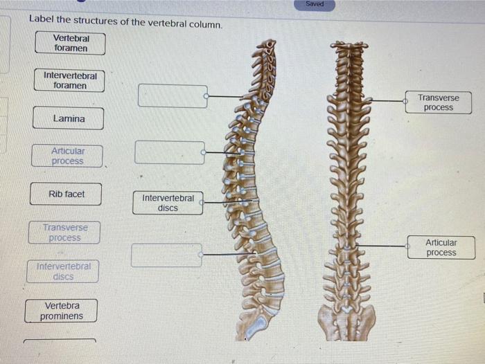 Solved Saved Label the structures of the vertebral column | Chegg.com