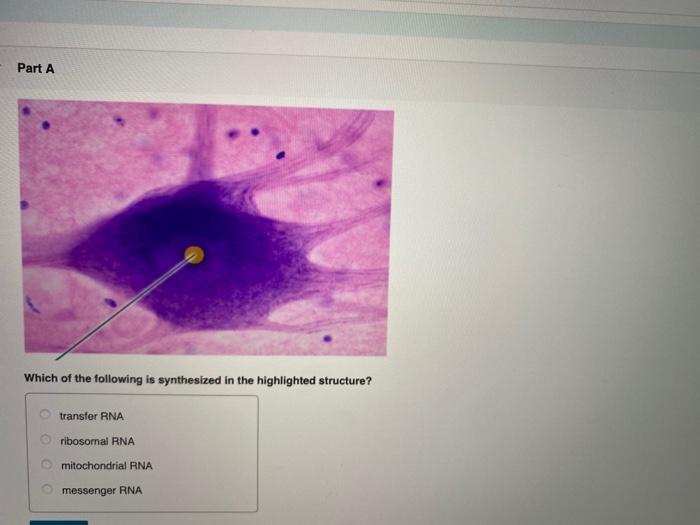 Solved plete the labeling activity by identifying the | Chegg.com