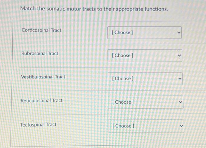 Solved Match the somatic motor tracts to their appropriate | Chegg.com
