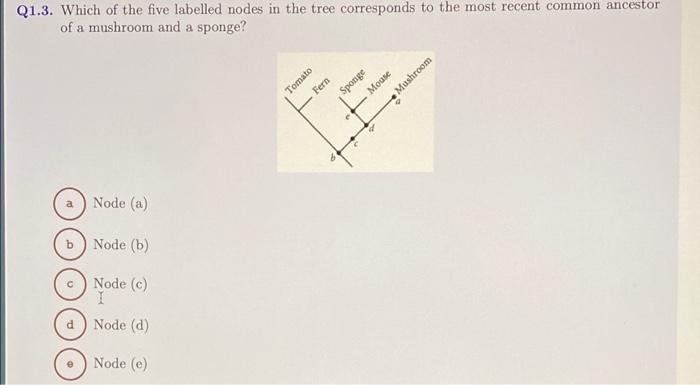 Solved Q1.1. Draw a phylogenetic tree with 5 OTUS, label the | Chegg.com
