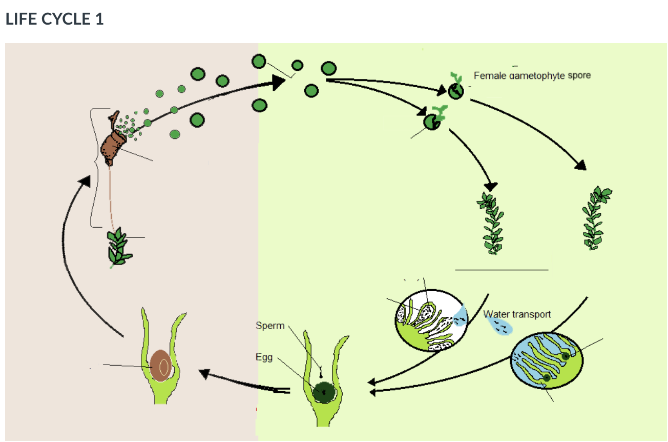 Solved LIFE CYCLE 2 ﻿LIFE CYCLE 3 ﻿LIFE CYCLE 4Four | Chegg.com