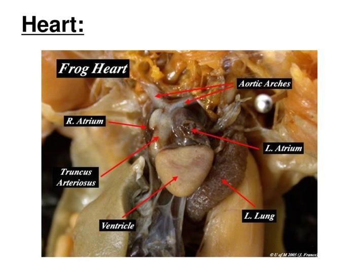 Solved I. Multiple Choice In a toad's heart, Kindly refer | Chegg.com