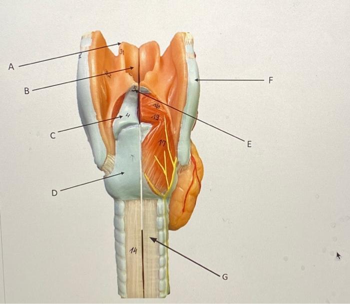 Solved 1.)can you label letters A-G?2.) Can you label | Chegg.com