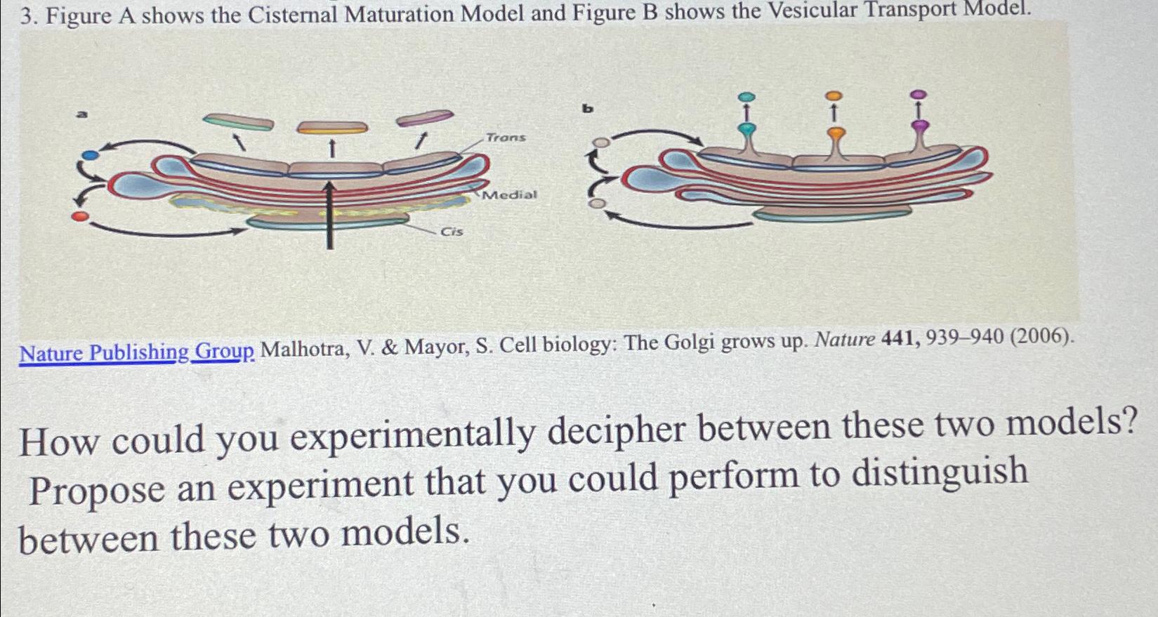 Solved Figure A shows the Cisternal Maturation Model and | Chegg.com
