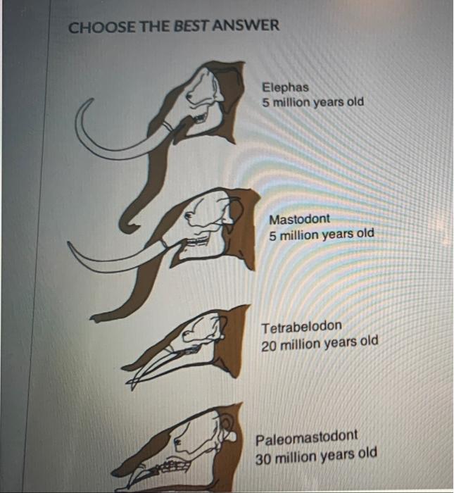 CHOOSE THE BEST ANSWER Elephas 5 million years old | Chegg.com