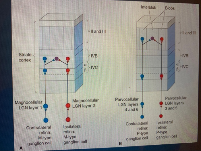 What sublayer of cortical layer IV provides input to | Chegg.com