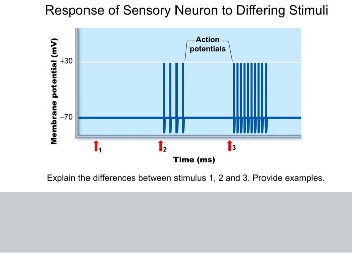 Solved Response of Sensory Neuron to Differing Stimuli | Chegg.com
