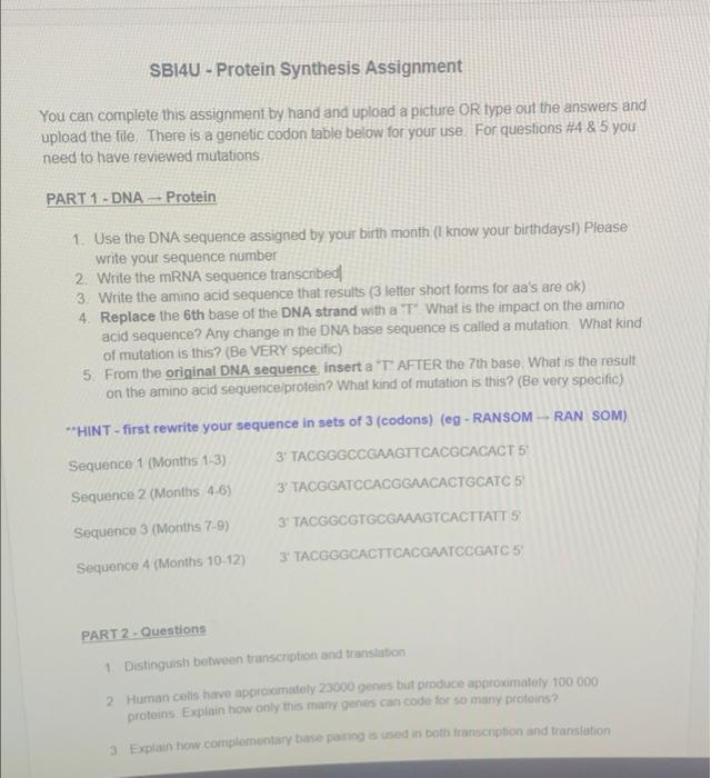 Solved SBI4U - Protein Synthesis Assignment You can complete | Chegg.com