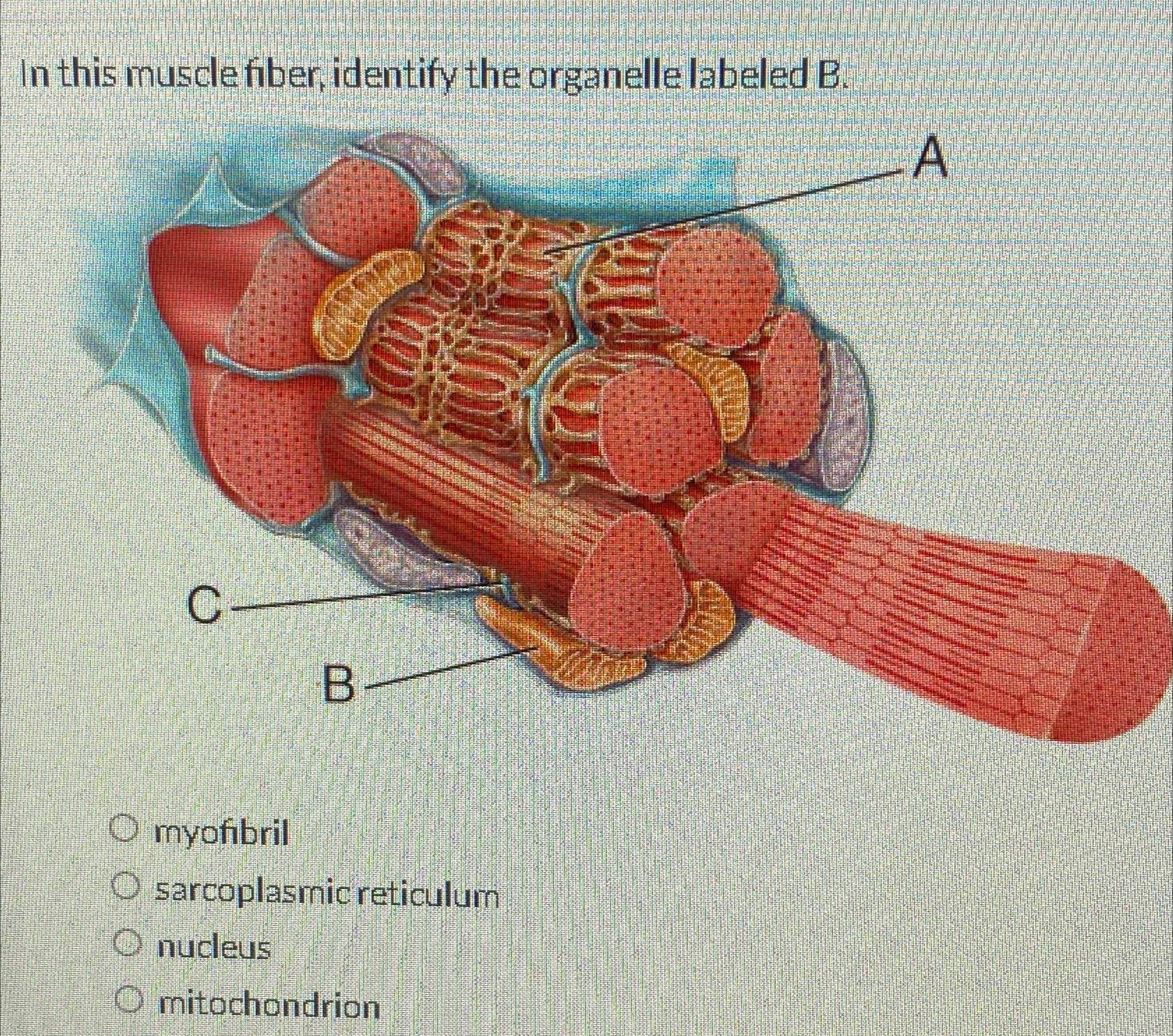 Solved In this muscle fiber, identify the organelle labeled | Chegg.com