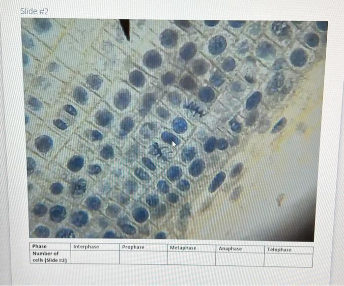 Solved Slide \#1 From the image, Identify the number of | Chegg.com