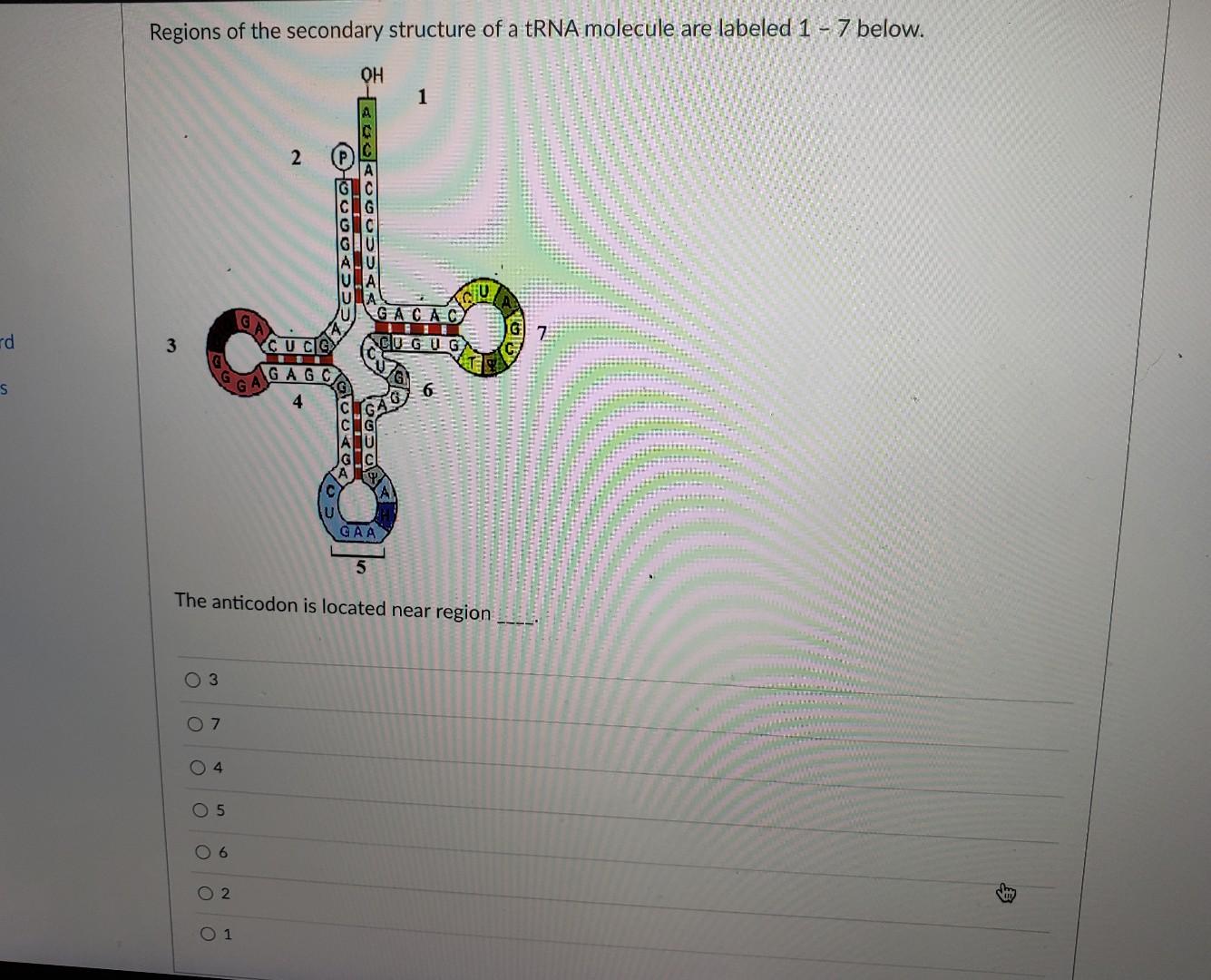 Solved Regions of the secondary structure of a tRNA molecule | Chegg.com
