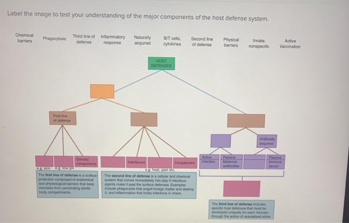 Solved Label the image to test your understanding of the | Chegg.com