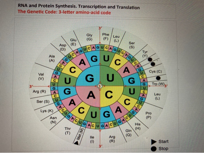 Solved Part 1 Assignment-3: Transcribe and Translate. | Chegg.com