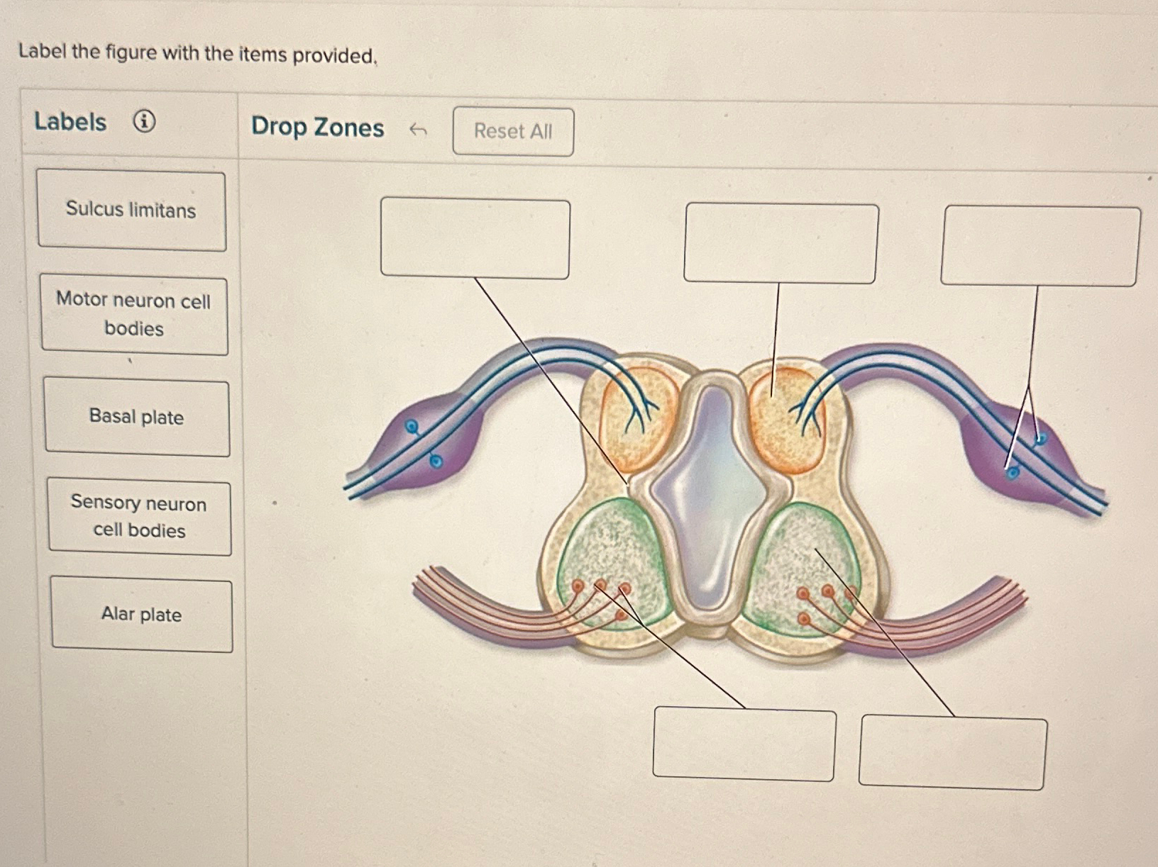 Solved Label the figure with the items | Chegg.com