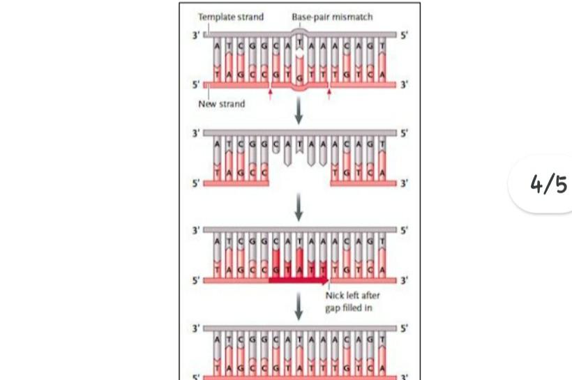 Solved Base pair mismatch Template strand 3' 5 3 5 New | Chegg.com